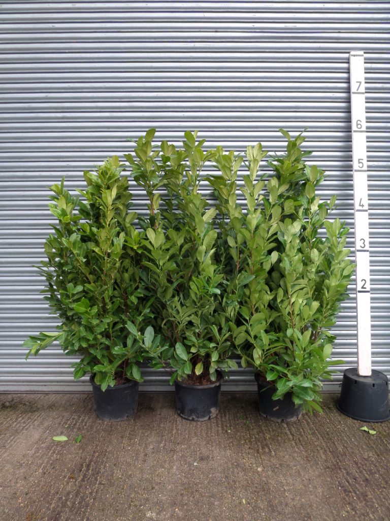 Laurel Hedge Plant 5-6ft (150-180cm) in a 20lt pot | Mathias Nurseries