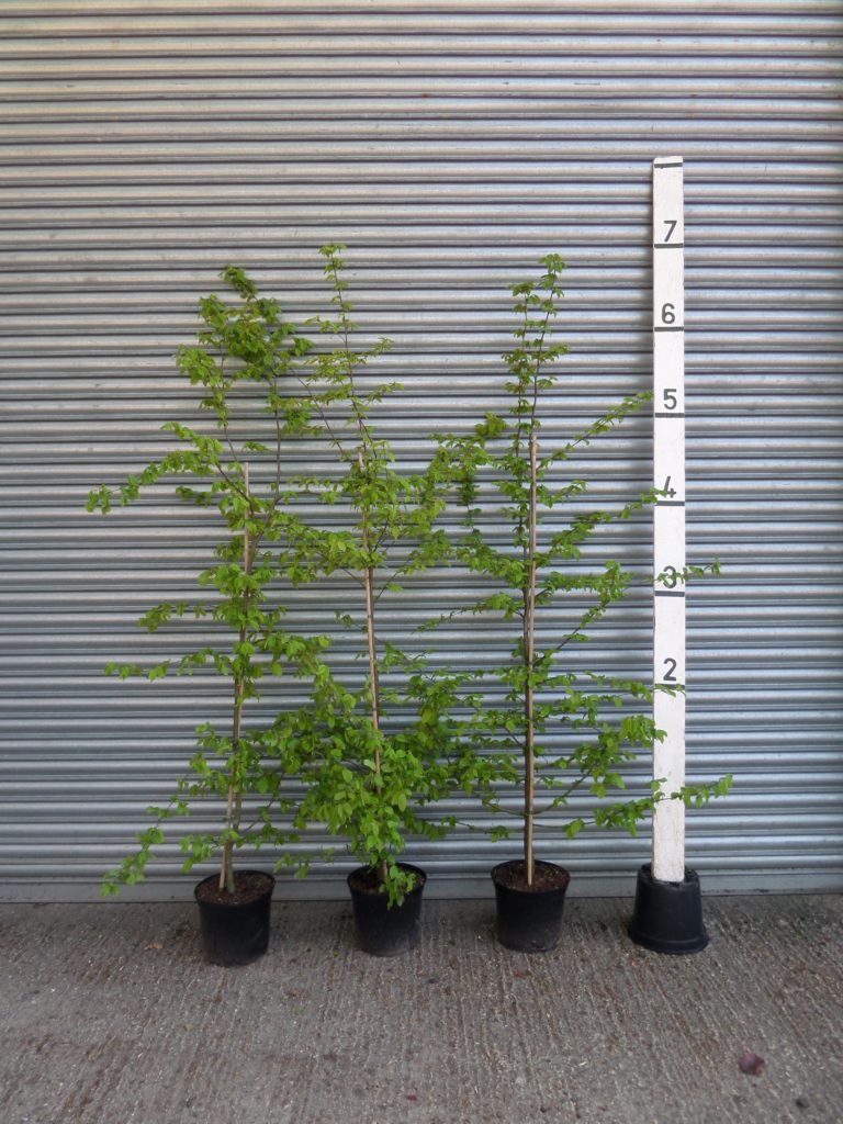 Native Hedging | Mathias Nurseries