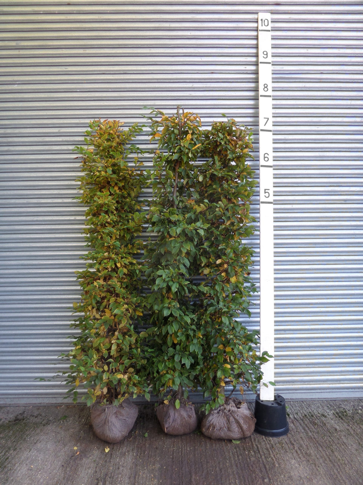 Hornbeam Hedging 7-8ft (210-240cm) Rootballed | Mathias Nurseries