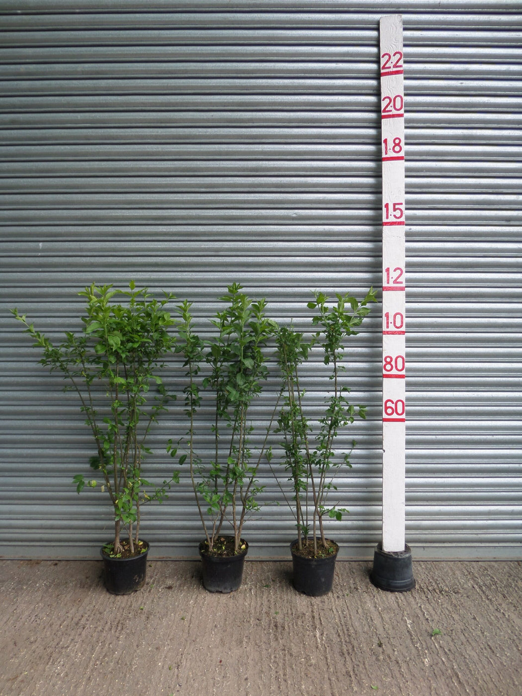 Spindle 4ft (120cm) in a 10lt pot | Mathias Nurseries