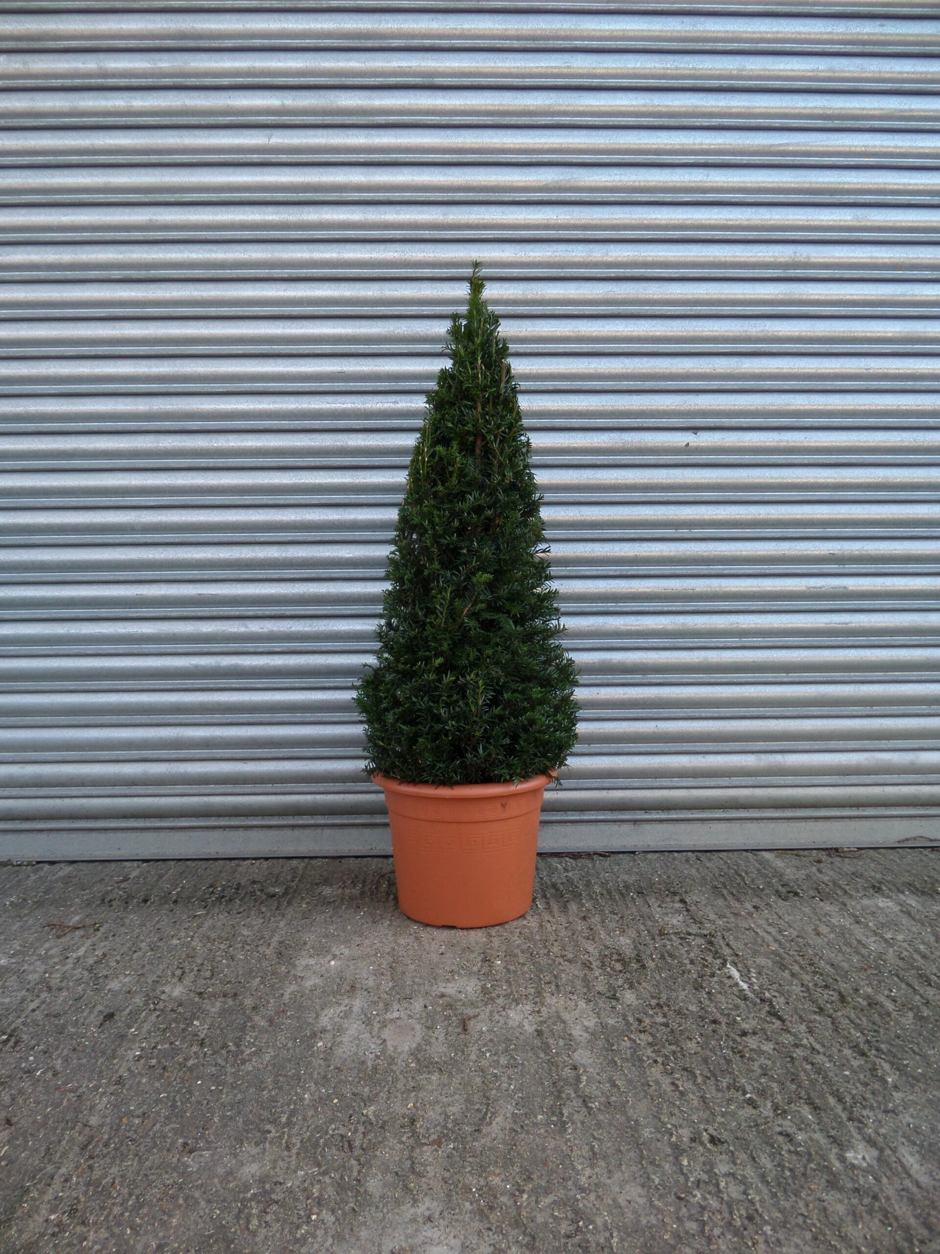 Yew (Taxus baccata) Topiary Cone | Hedges Online