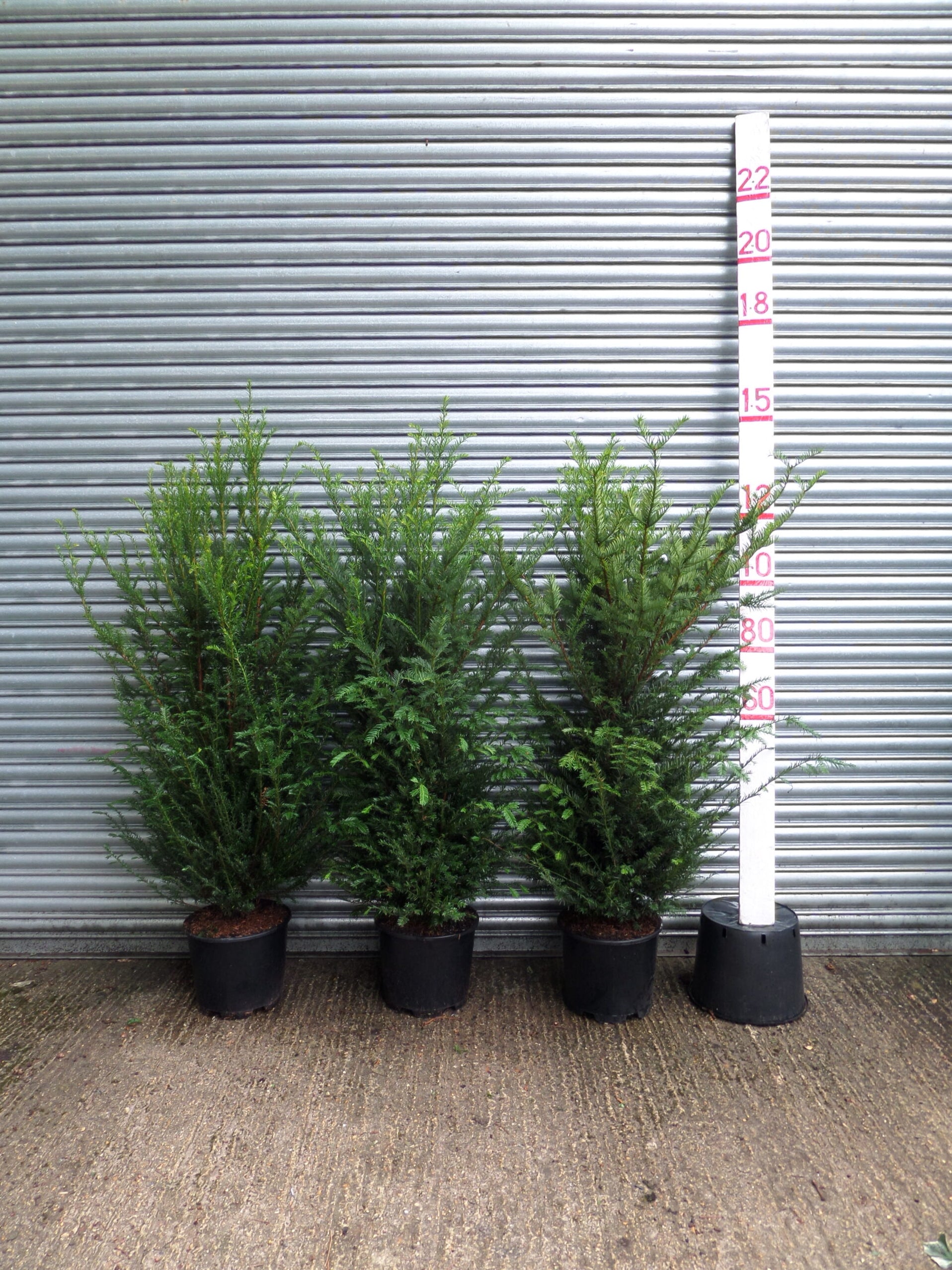 Yew Hedging 4-5ft (120-150cm) in a 20lt pot | Mathias Nurseries