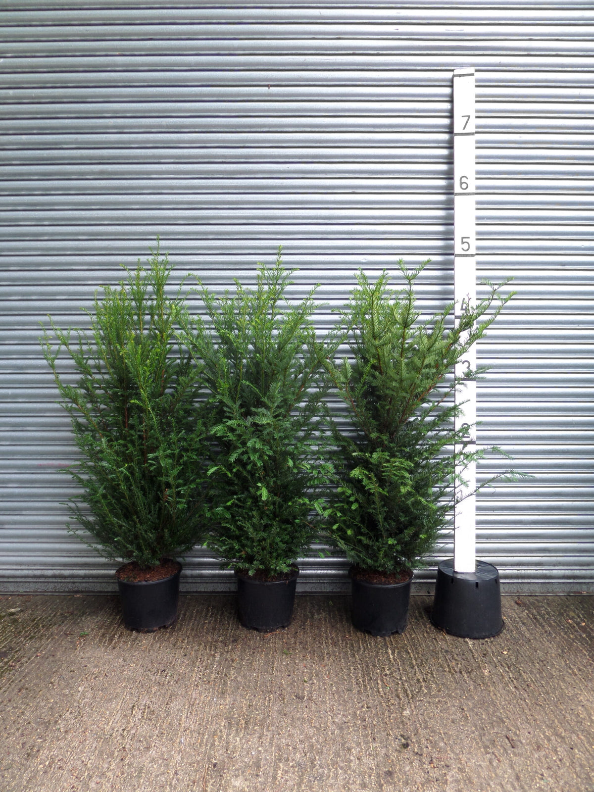 Yew Hedging 4-5ft (120-150cm) in a 20lt pot | Mathias Nurseries
