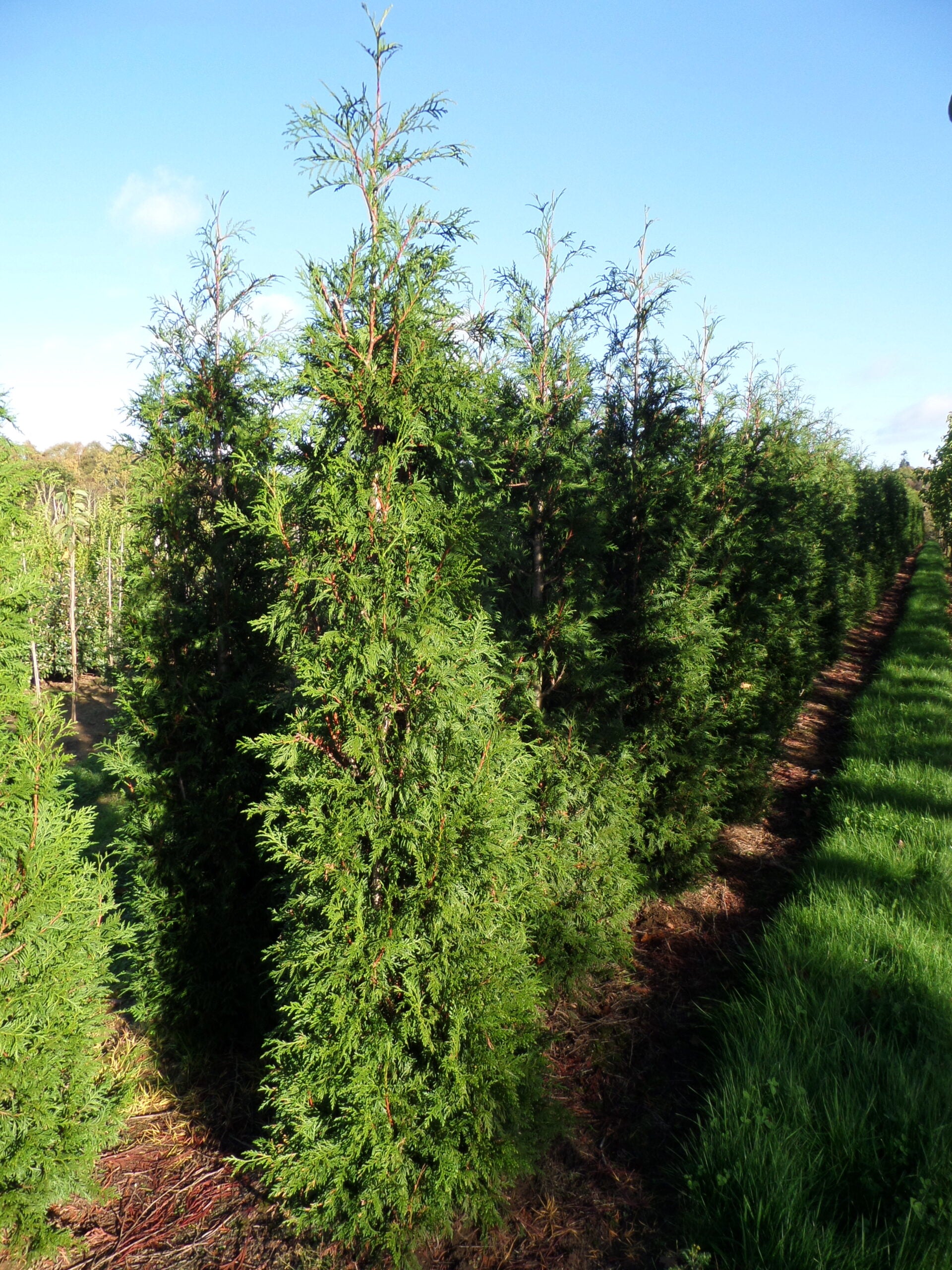 Thuja Hedging | Mathias Nurseries